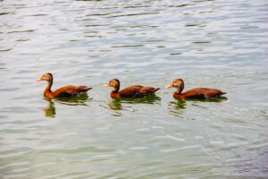 Descubre La Belleza Natural Del Parque Robledo En Medellín: Un Paraíso ...